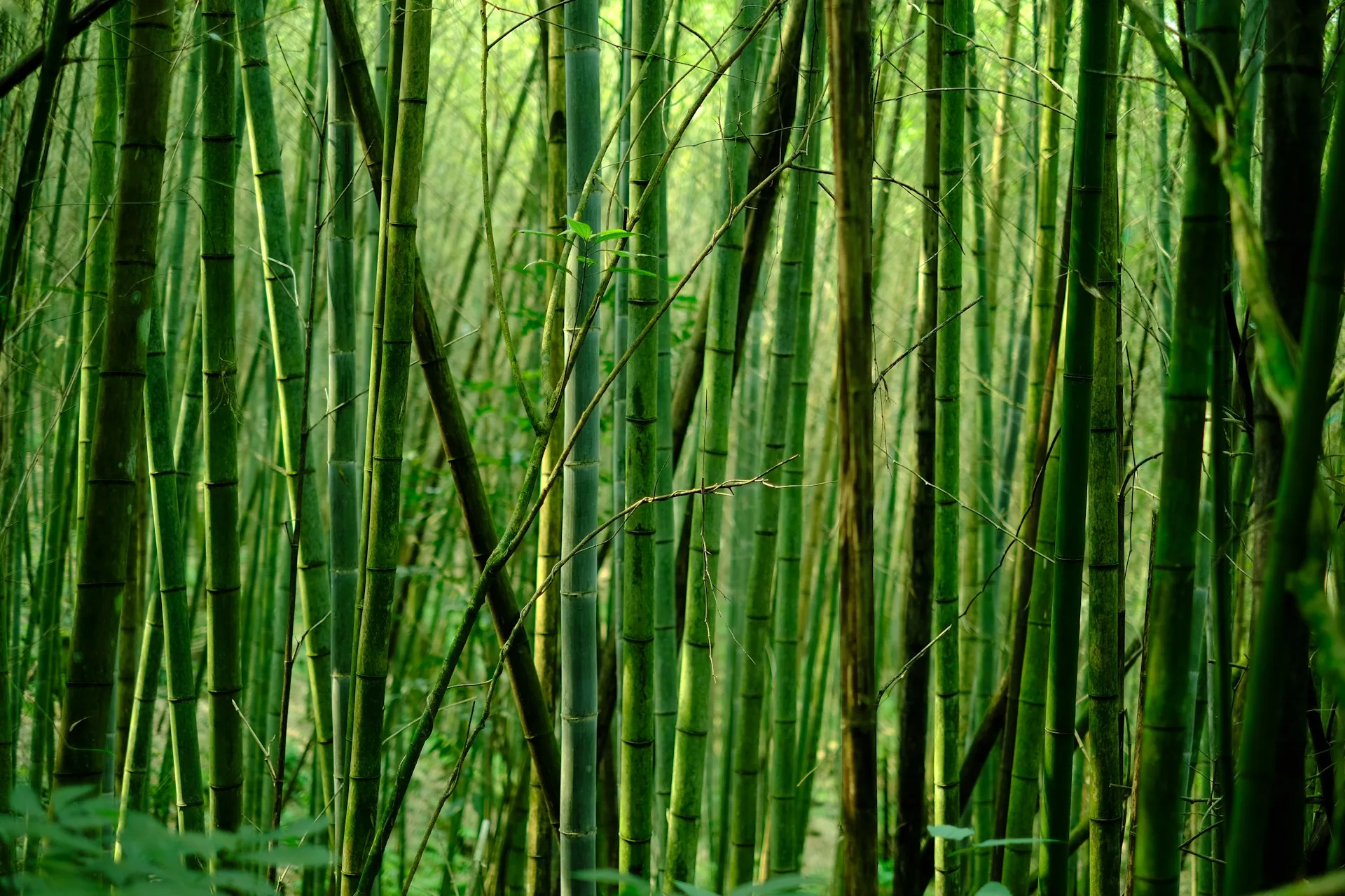 The Remarkable Benefits Of Bamboo In Fighting Climate Change