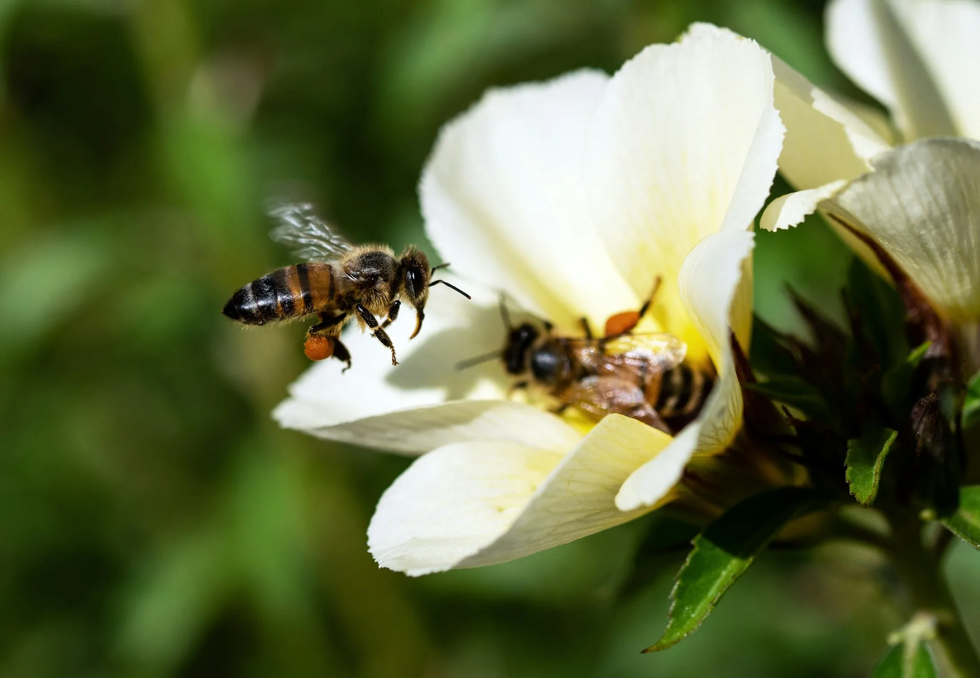 The Secret Language Of Honeybees: Waggle Dance